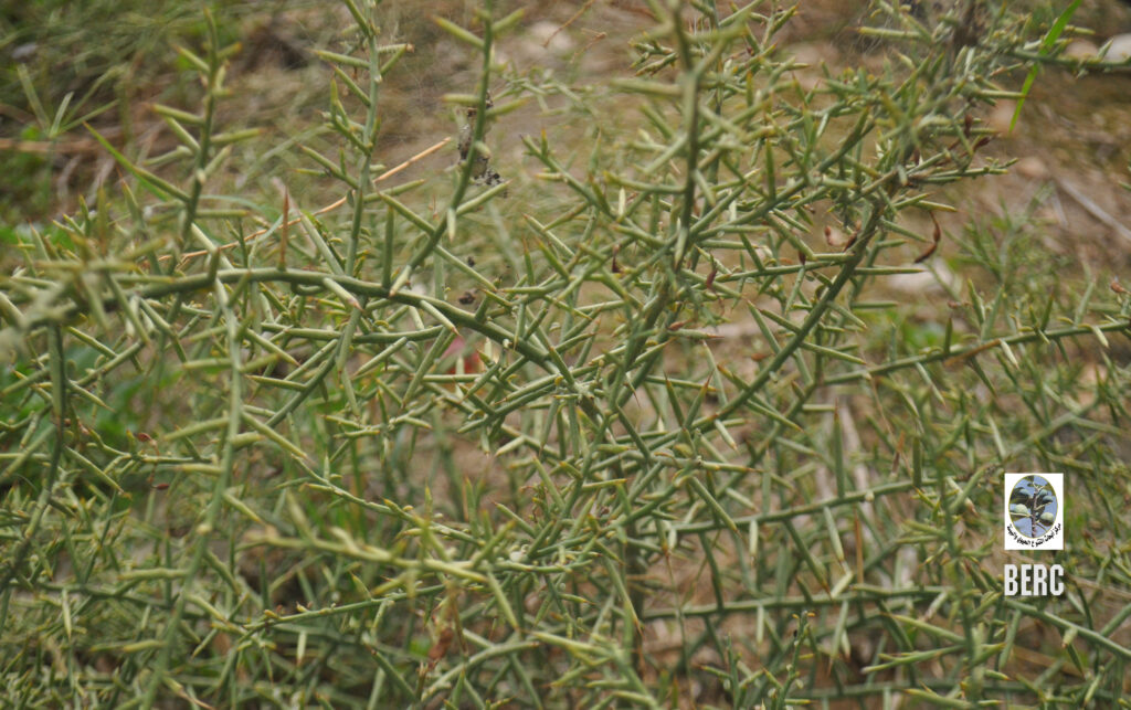 Photo Gallery - Flora Palaestina Ethnobotany